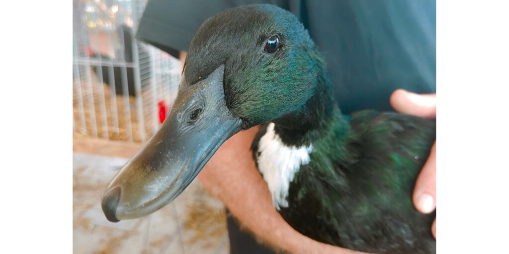 FETE DU CANARD A DUCLAIR | L'Ordre des Canardiers